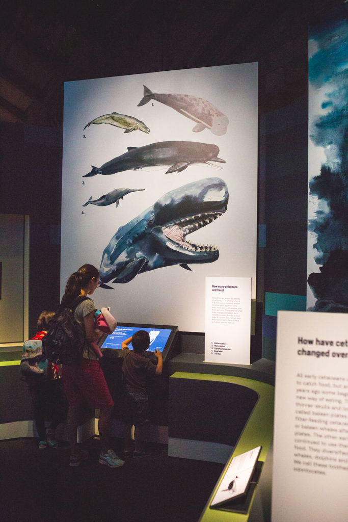 Natural History Museum Whales Exhibition by Sarah Maycock. - SAA HubSAA Hub