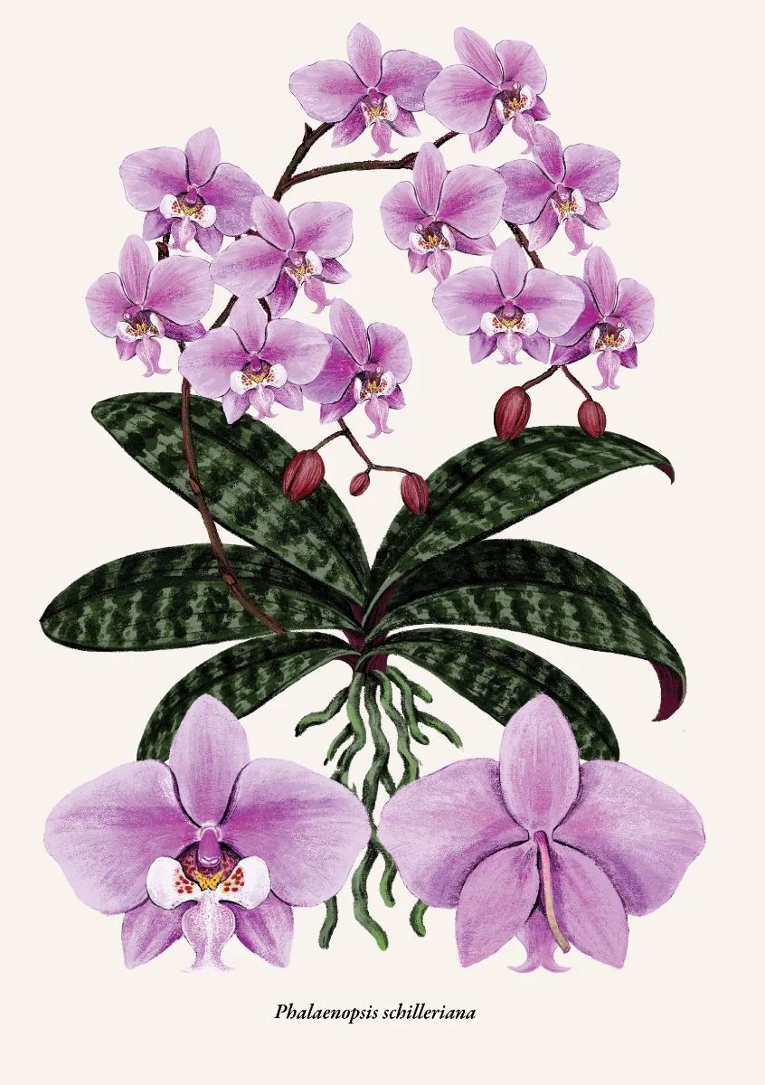 Introducing…Raxenne Maniquiz