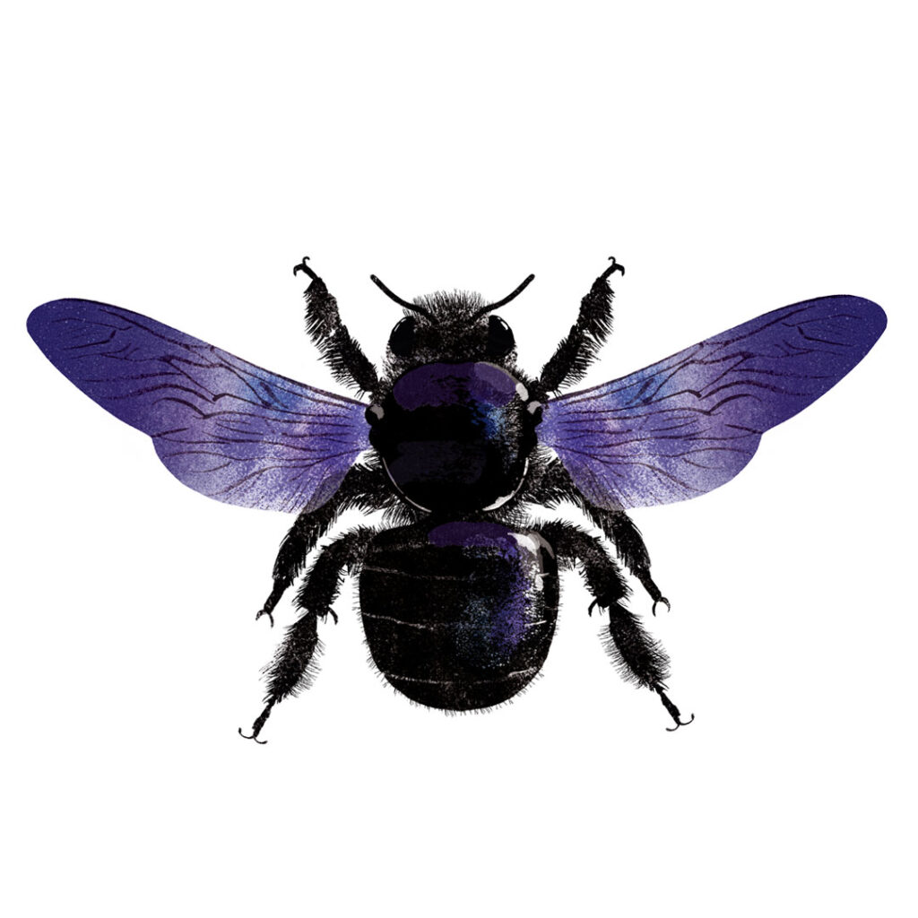 Quite the buzz: Claire Harrup Illustrates The Wild Bee Handbook for ...