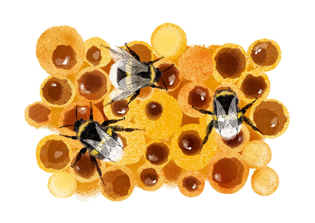 Quite the buzz: Claire Harrup Illustrates The Wild Bee Handbook for ...